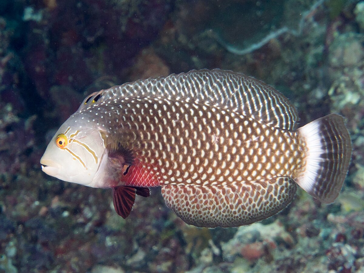 Wrasse, Dragon – Coral Freaks LLC