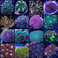 Frag (200) – Coral Freaks LLC