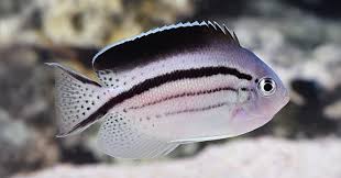 Angelfish, Lamark – Coral Freaks LLC
