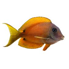 Tang, Two Spot Bristletooth – Coral Freaks LLC